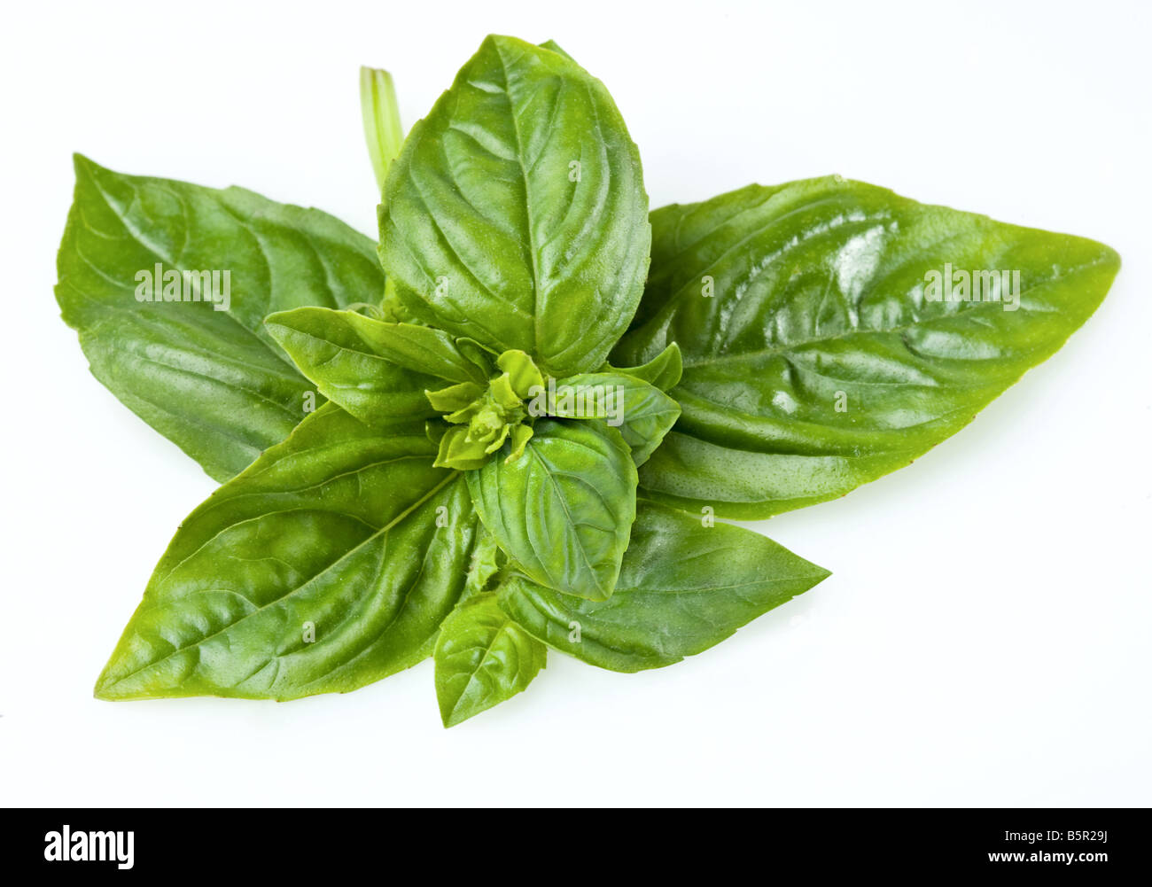 Macro basilica hi-res stock photography and images - Alamy