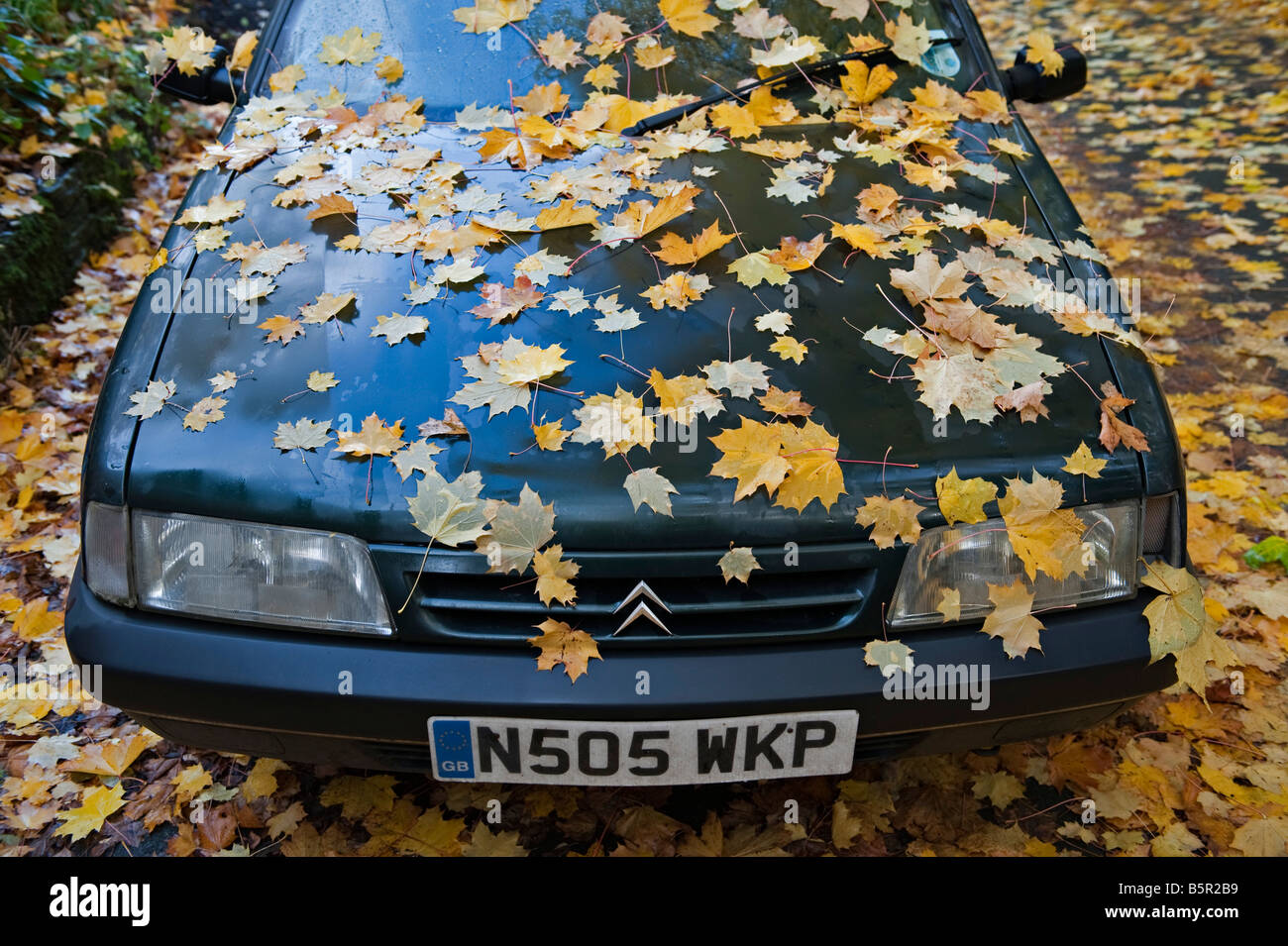 Car covered leaves hi-res stock photography and images - Alamy