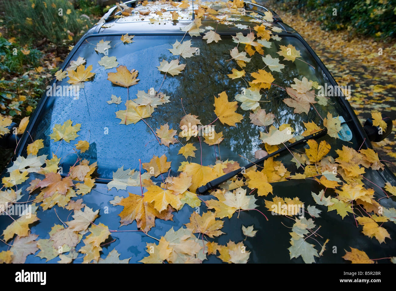 A car covered with fallen sycamore leaves in autumn (UK Stock Photo - Alamy