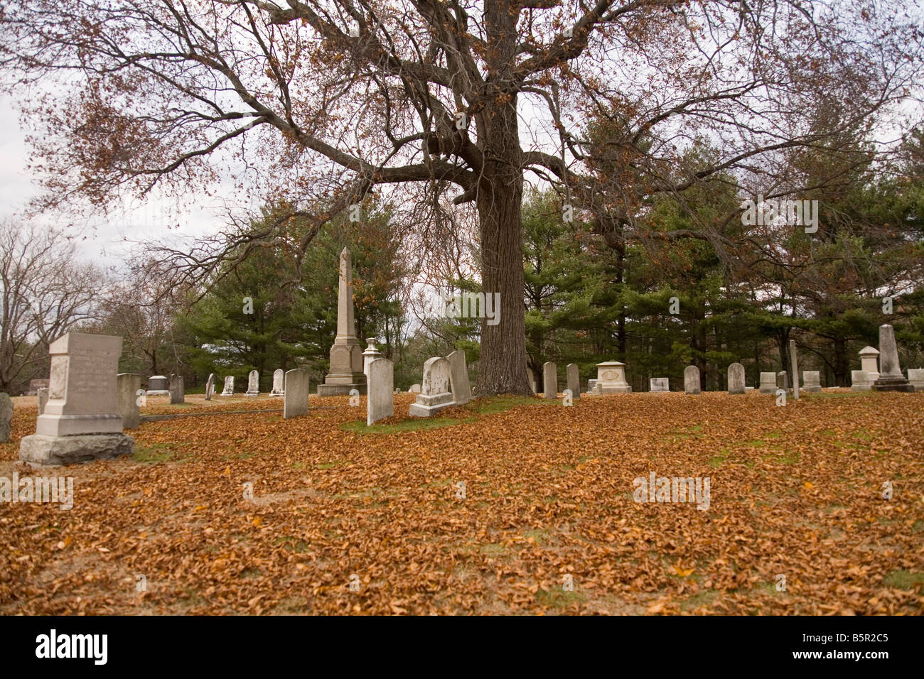 Photograph of a tree in a cemetery with leaves on the ground Stock ...