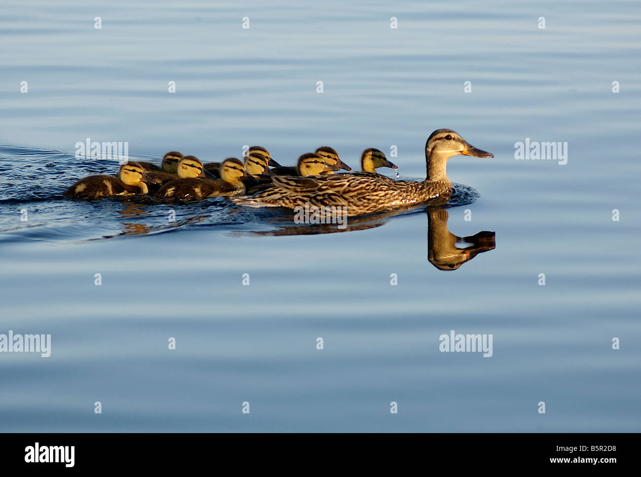 Duckling with mother duck hi-res stock photography and images - Alamy