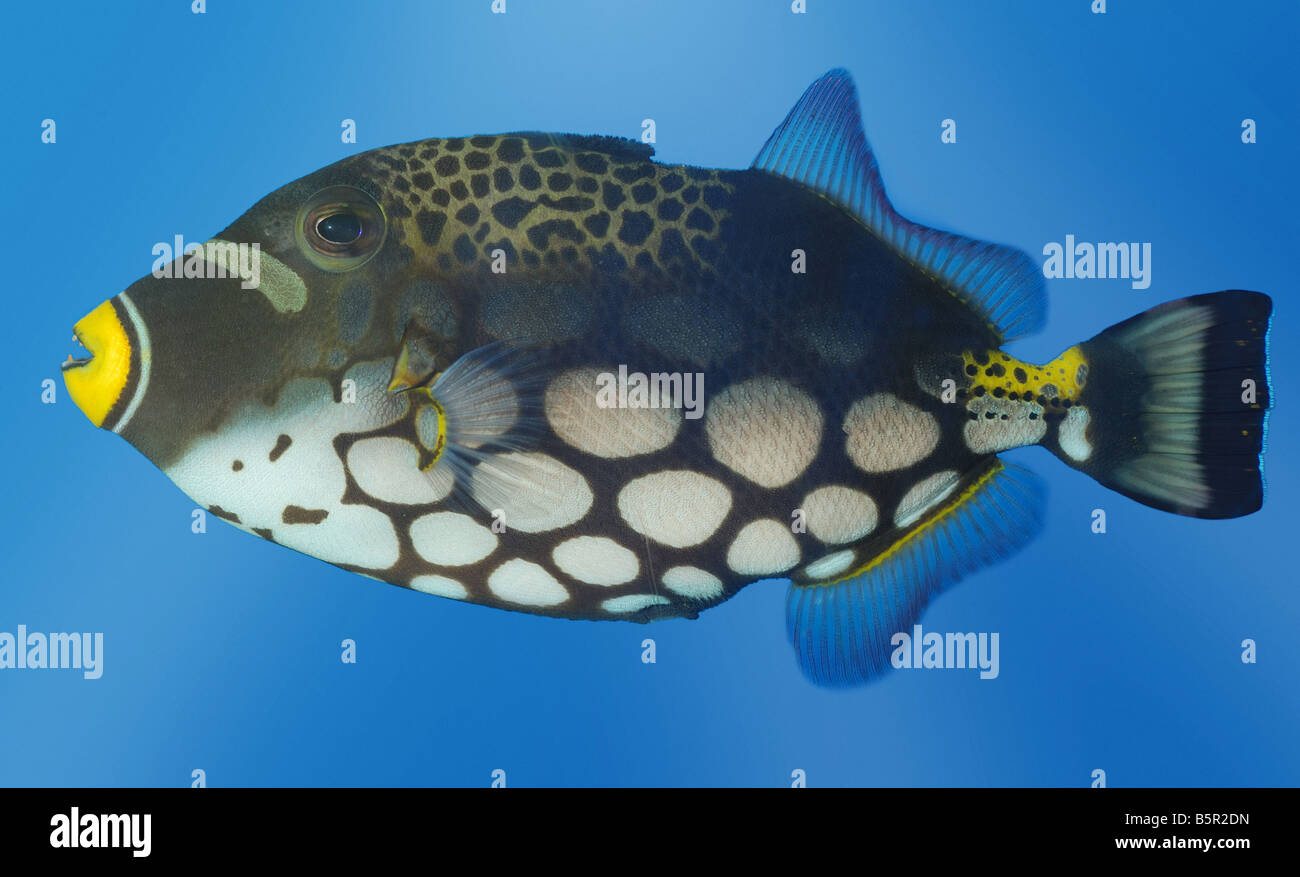 Exotic fish The sea wild world of the tropical seas Stock Photo - Alamy
