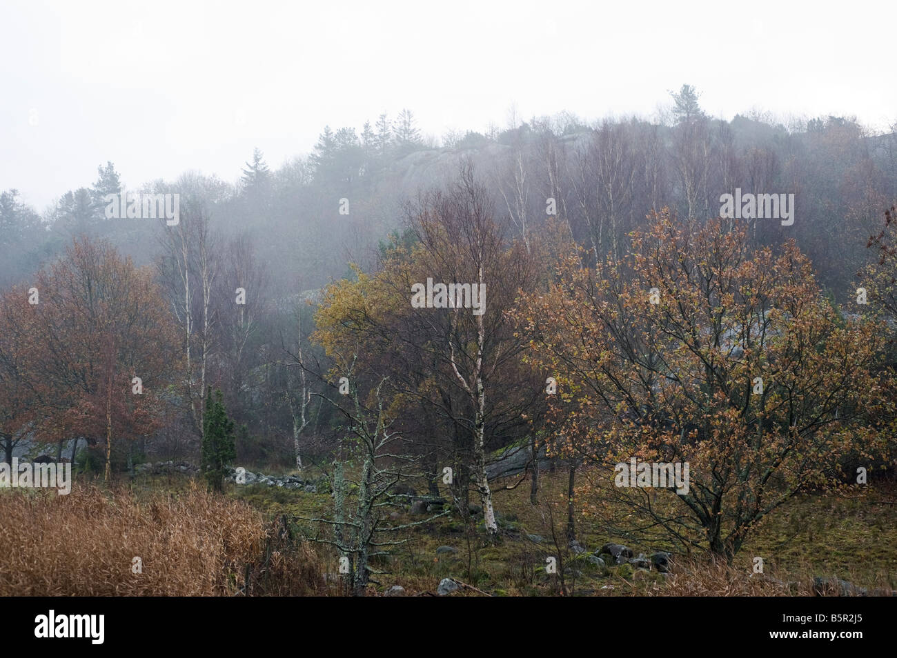 fall in Sweden Stock Photo - Alamy