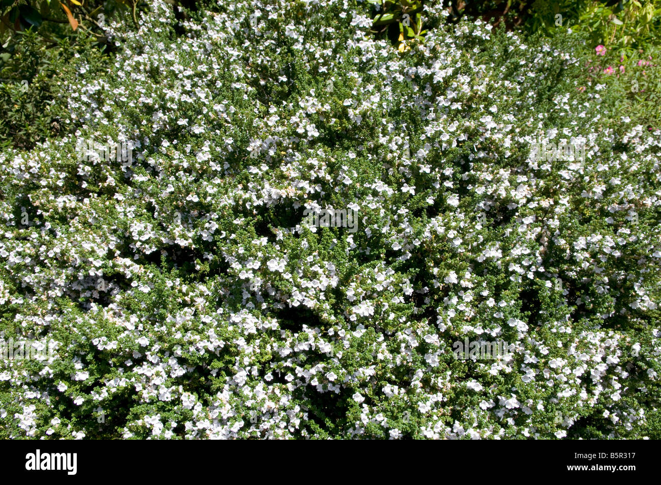 Cuneata hi-res stock photography and images - Alamy