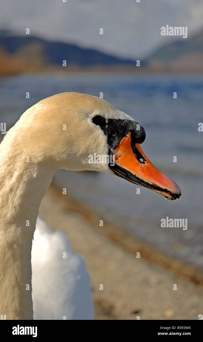 White Swan United Kingdom Stock Photo - Alamy