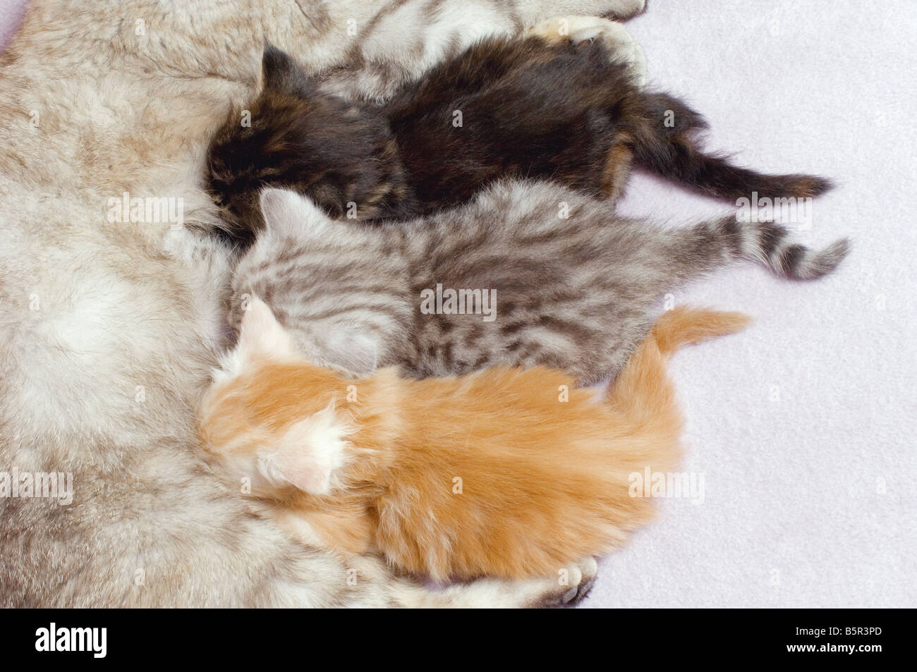 Domestic cat. Mother suckling kittens (five weeks old Stock Photo - Alamy