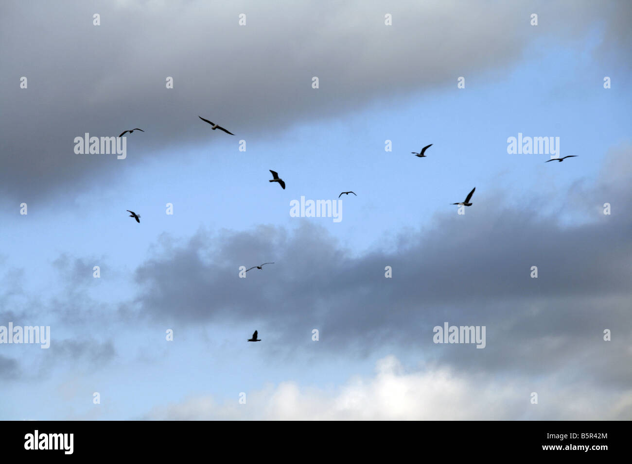 birds flying in different direction in clear blue sky Stock Photo - Alamy