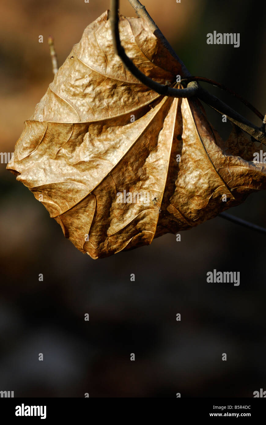 Autumn faded leaf Stock Photo - Alamy