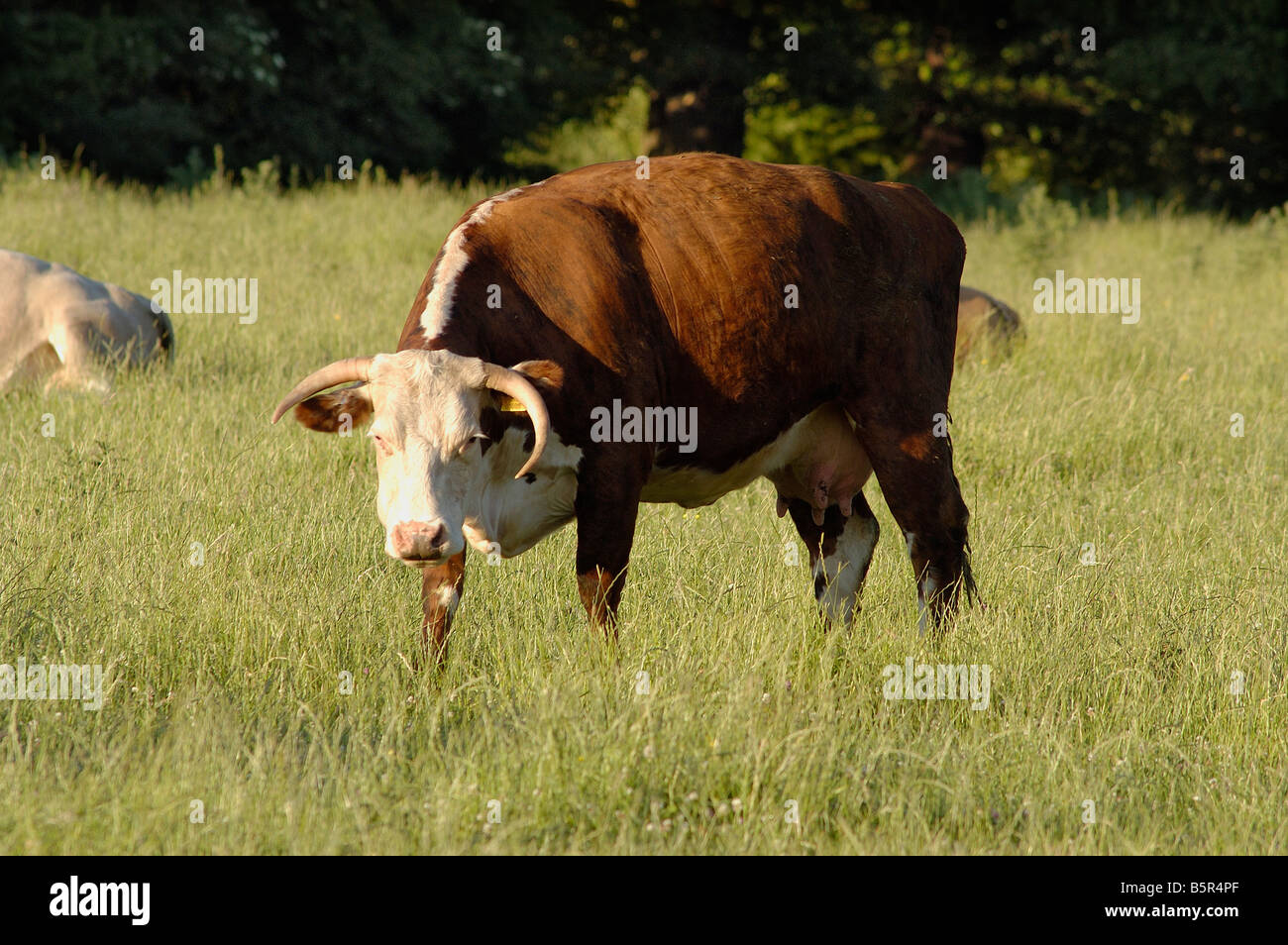 Cow on field England UK Stock Photo - Alamy