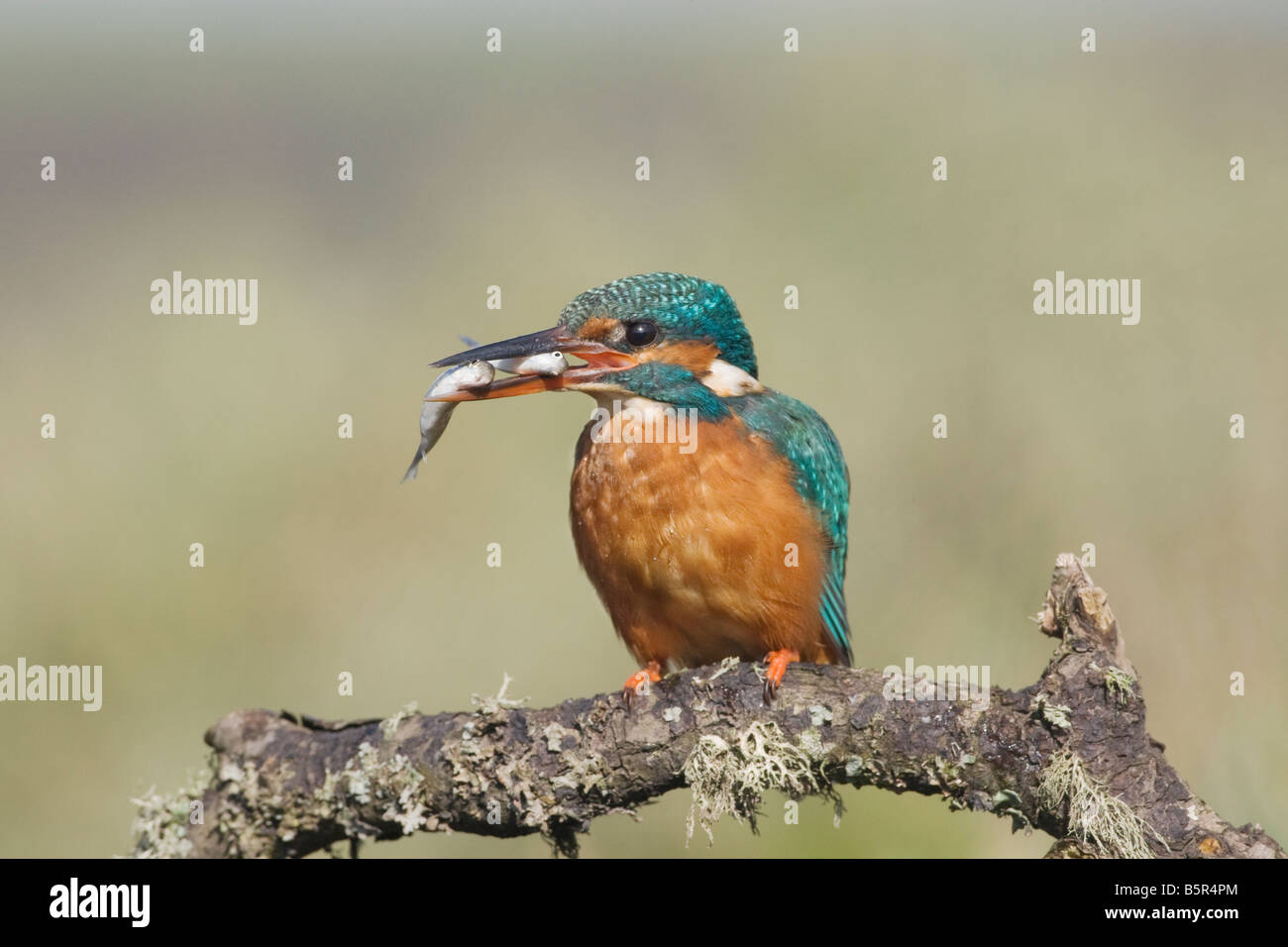 Kingfisher with two fish hi-res stock photography and images - Alamy