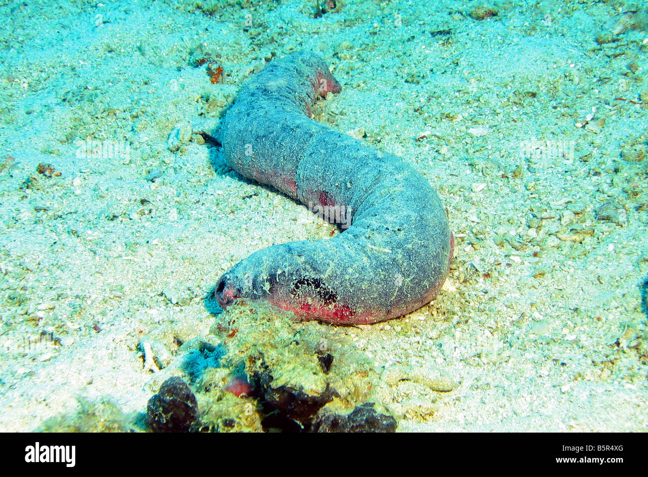 Large sea cucumber (sea slug) on ocean floor, Lankayan Island, Sabah ...