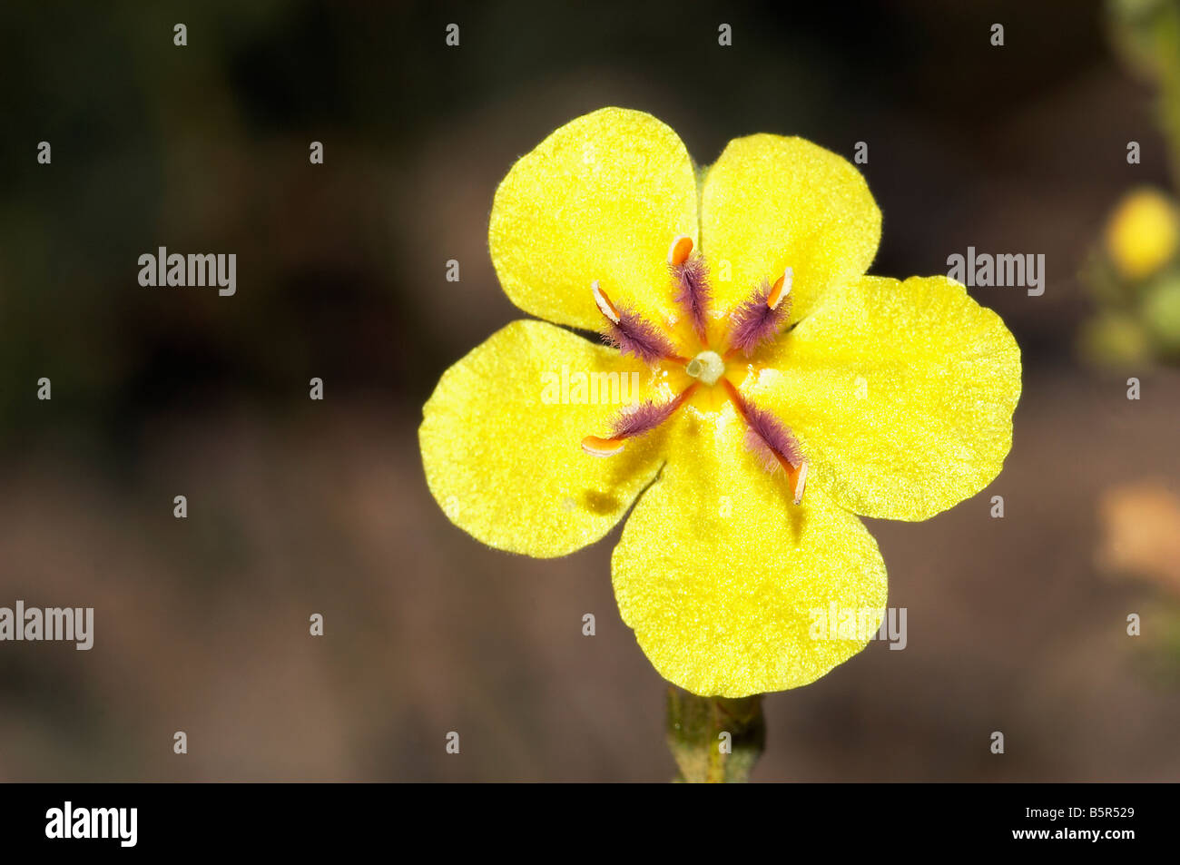 Yellow flower showing petals, filaments and stamens Stock Photo - Alamy