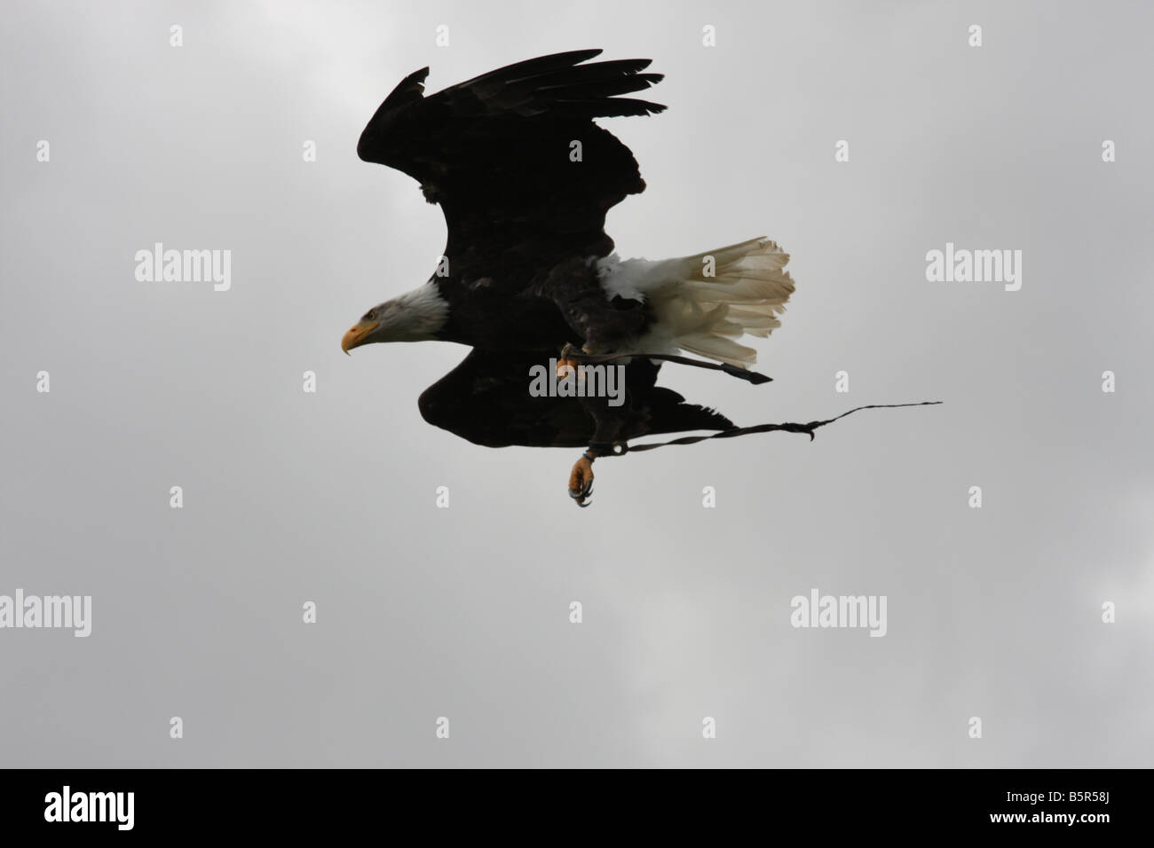 Eagle in Flight overhead Stock Photo - Alamy
