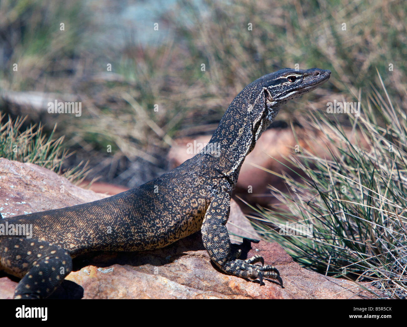 Australian Goanna Stock Photo - Alamy