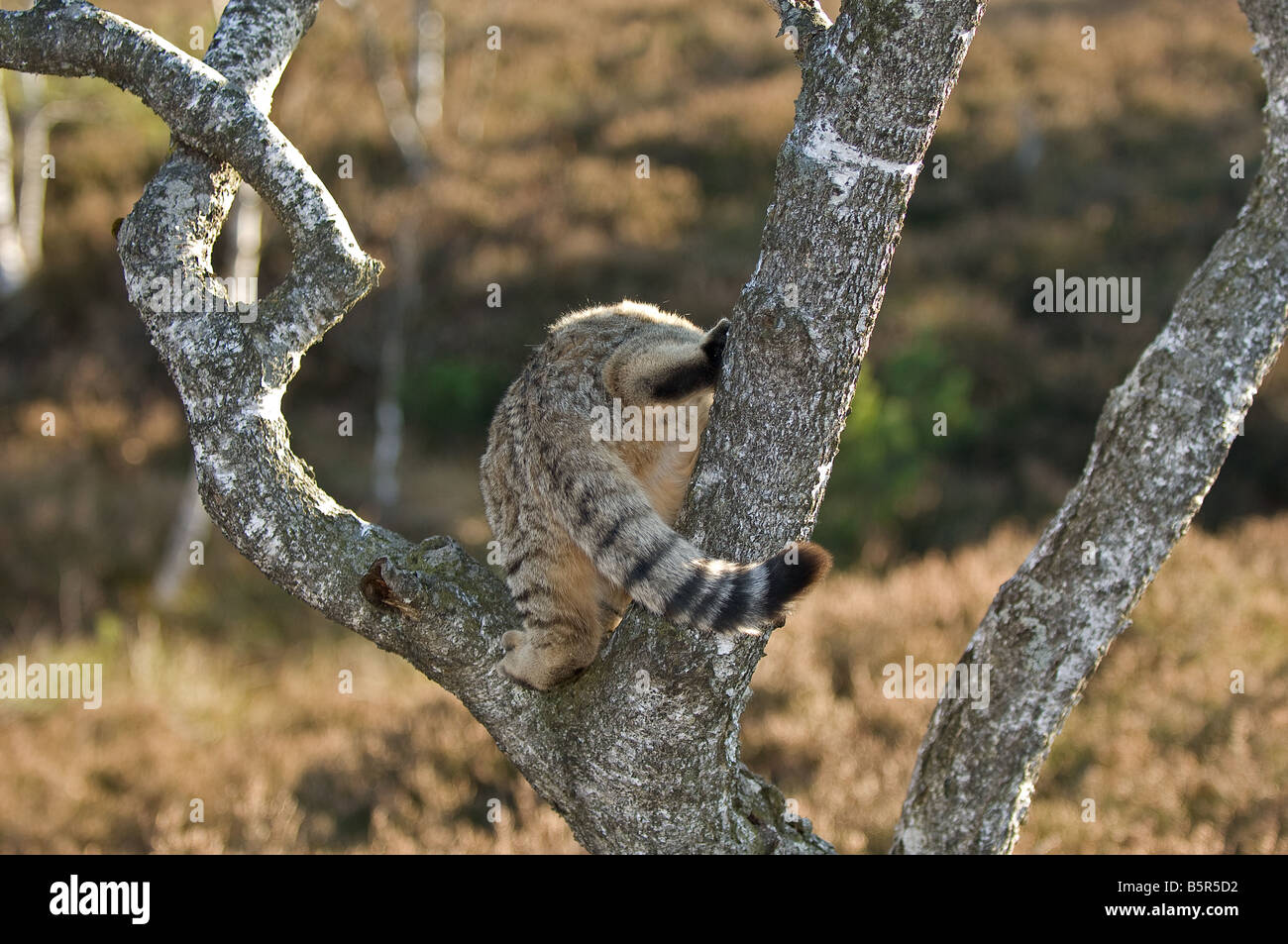 British Shorthair cat on tree Stock Photo - Alamy