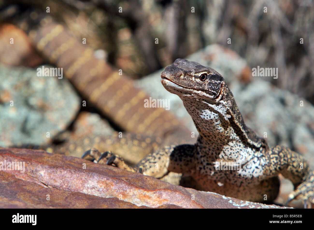 Australian goanna hi-res stock photography and images - Alamy
