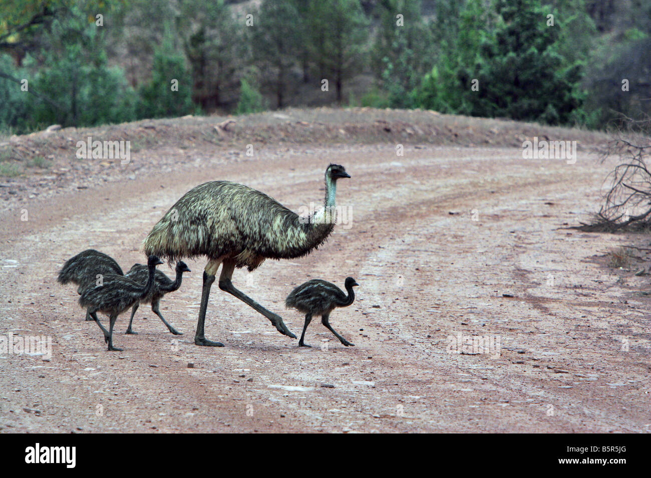 Emu and young Stock Photo - Alamy