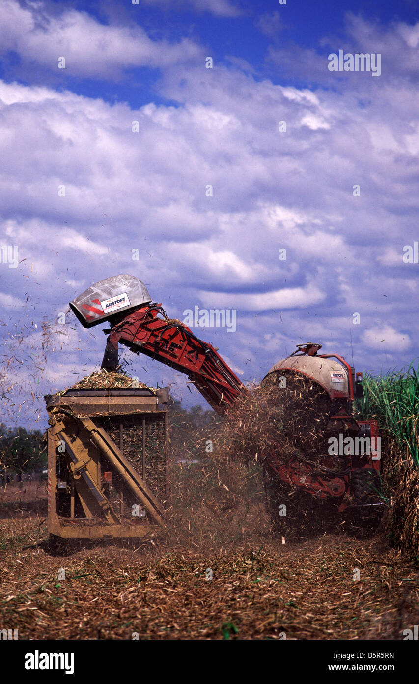 A giant cane harvester cuts and places the cane in a large sugar cane ...