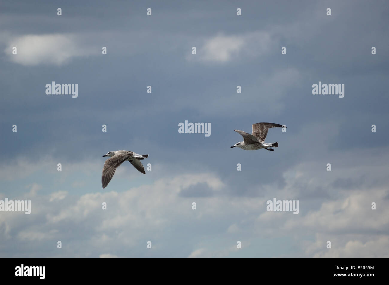A picture of a two gull Stock Photo - Alamy