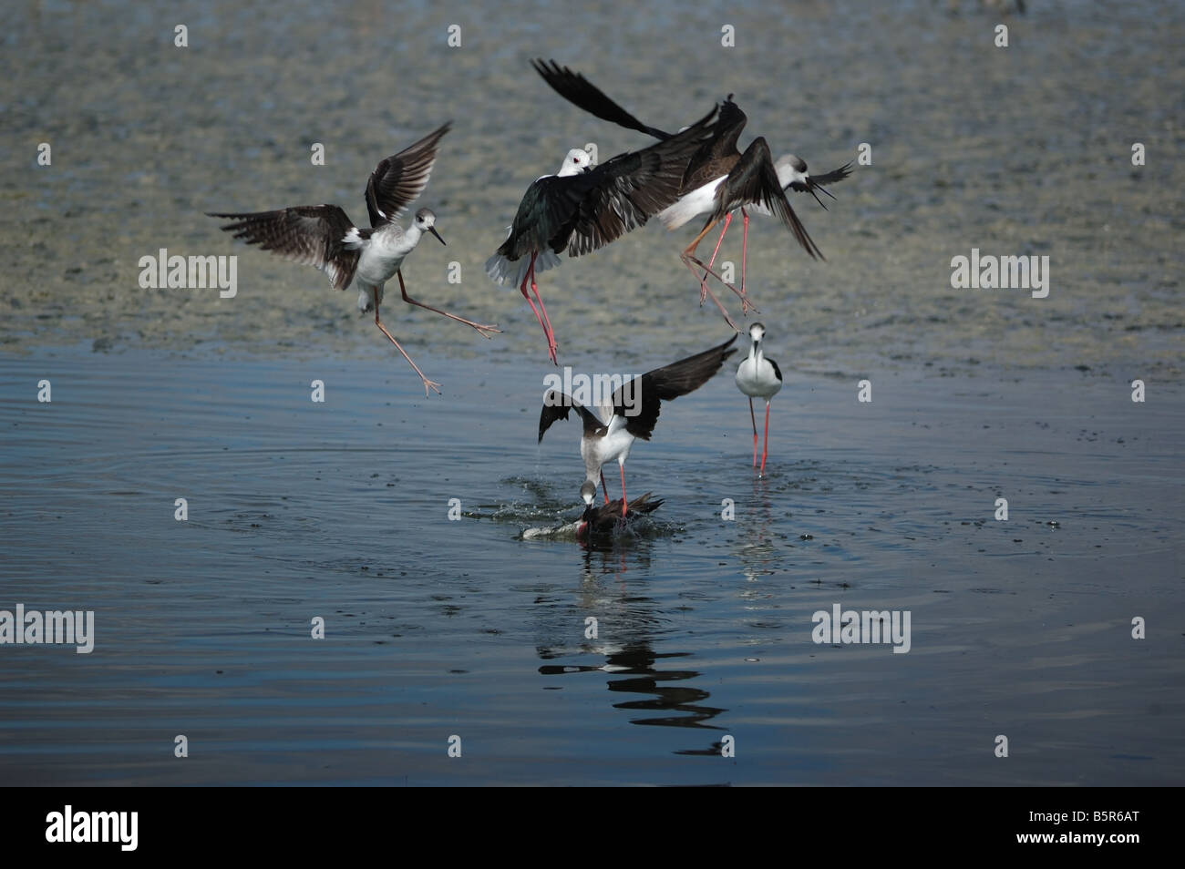 A picture of a several birds in fight Stock Photo - Alamy
