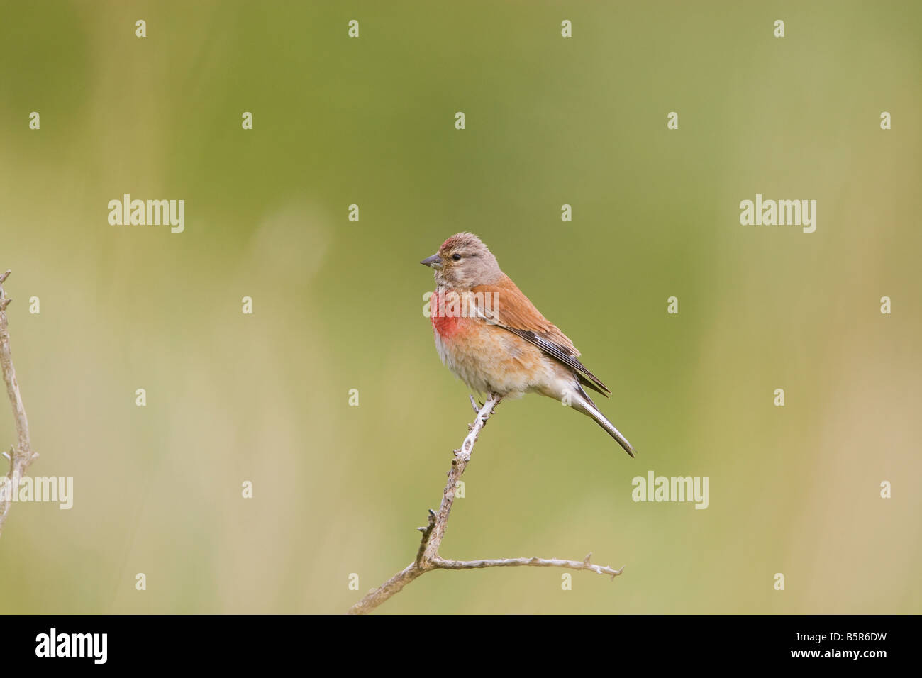 Linnet uk uk hi-res stock photography and images - Alamy