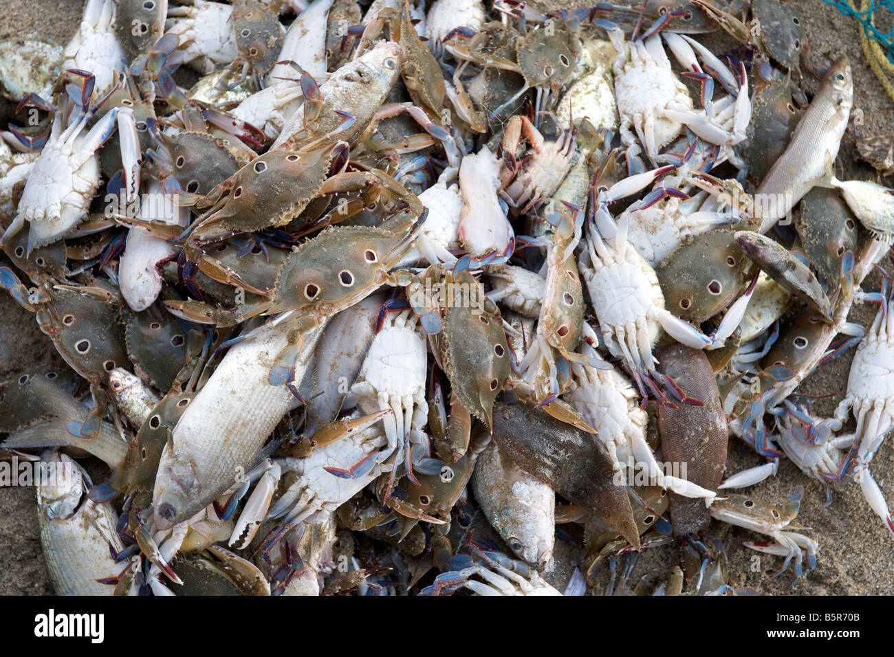 Crabs and fish on the beach in Pondicherry India Stock Photo - Alamy