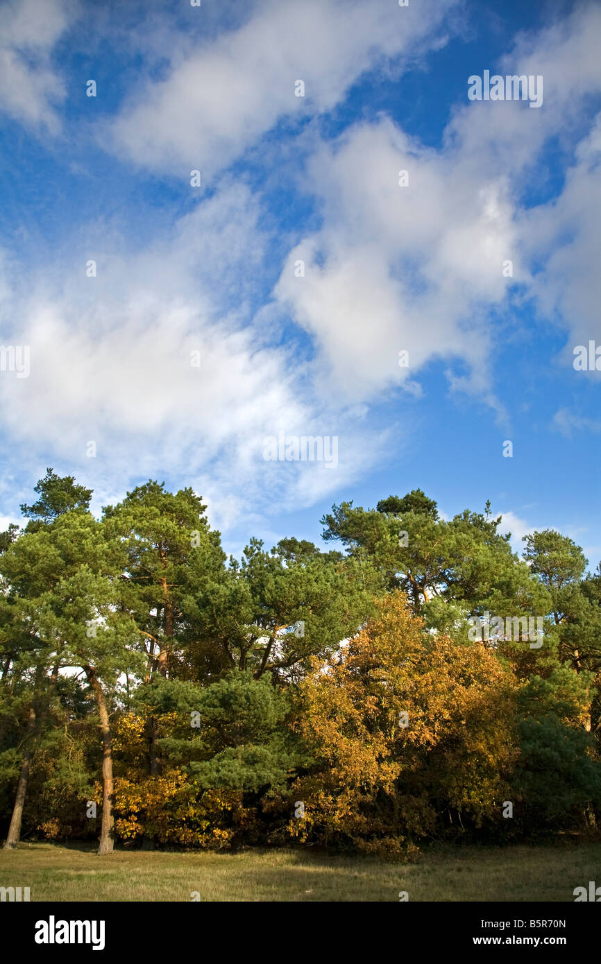 Colchester view scene grass trees hi-res stock photography and images ...