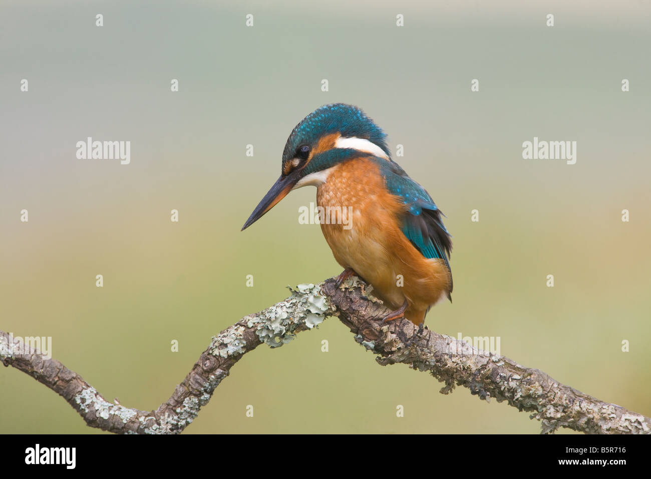 Portrait ponds hi-res stock photography and images - Alamy
