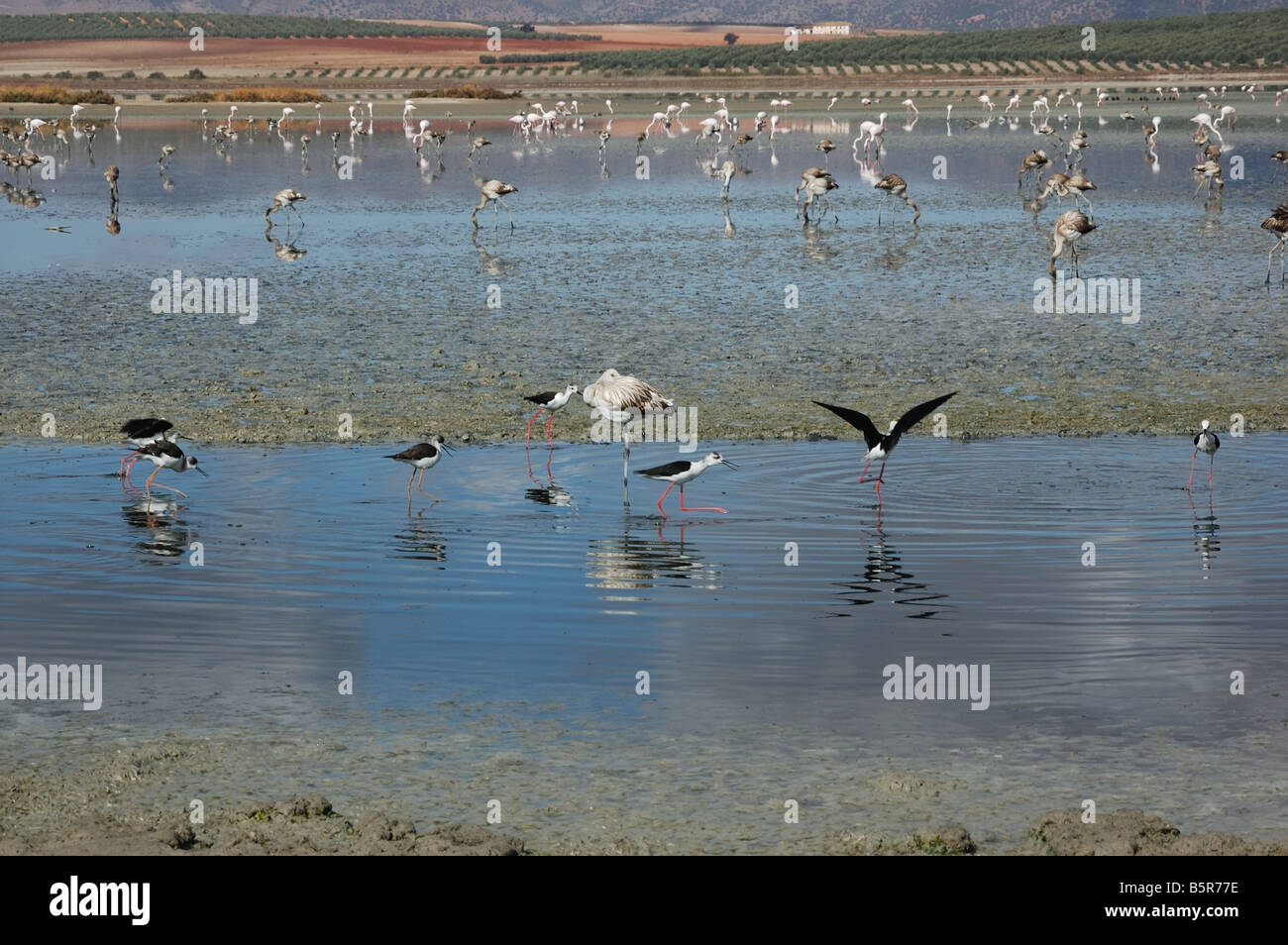 A picture of a several birds Stock Photo - Alamy