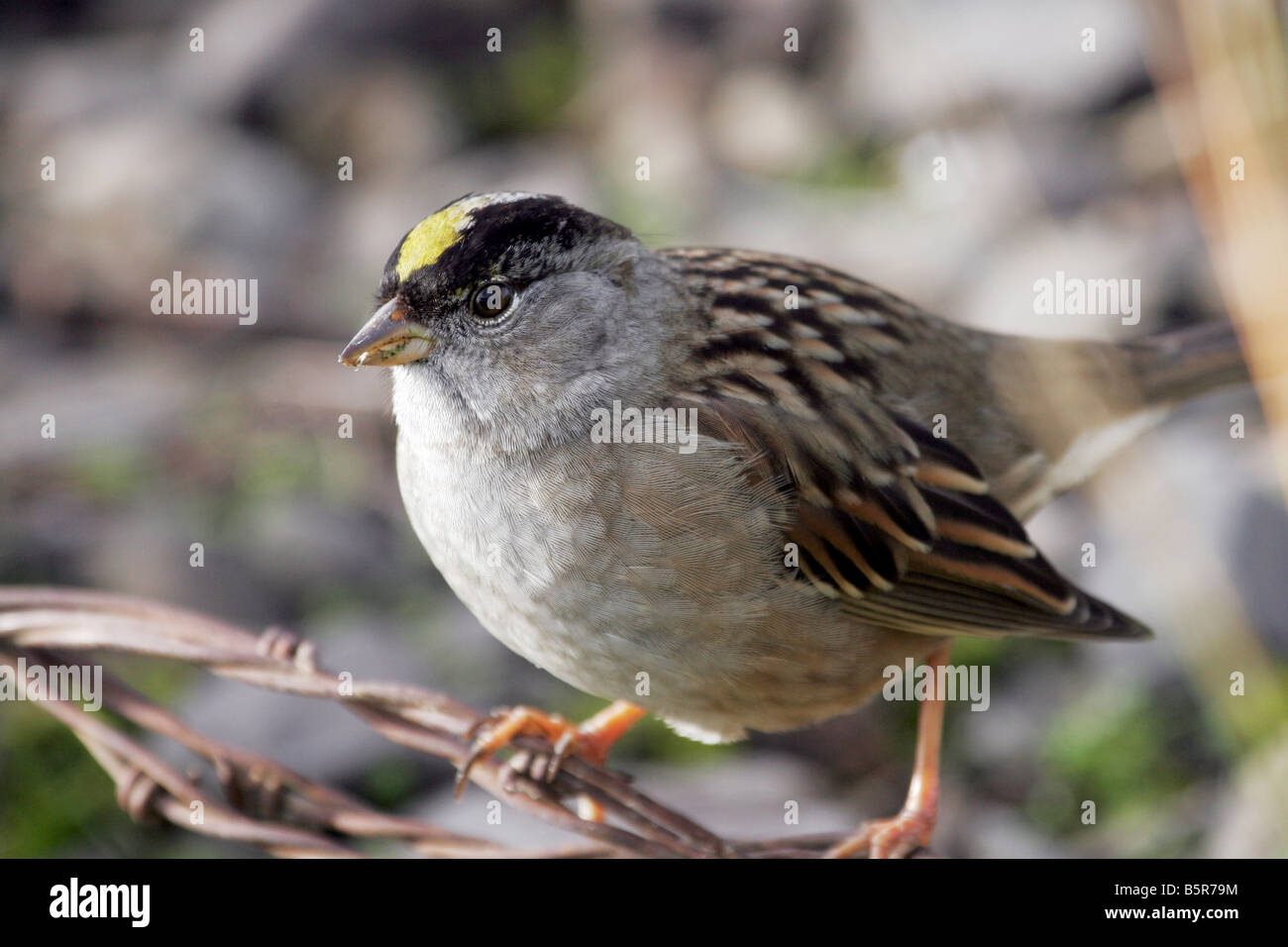 Golden-crowned Sparrow perched on barbed wire Stock Photo - Alamy