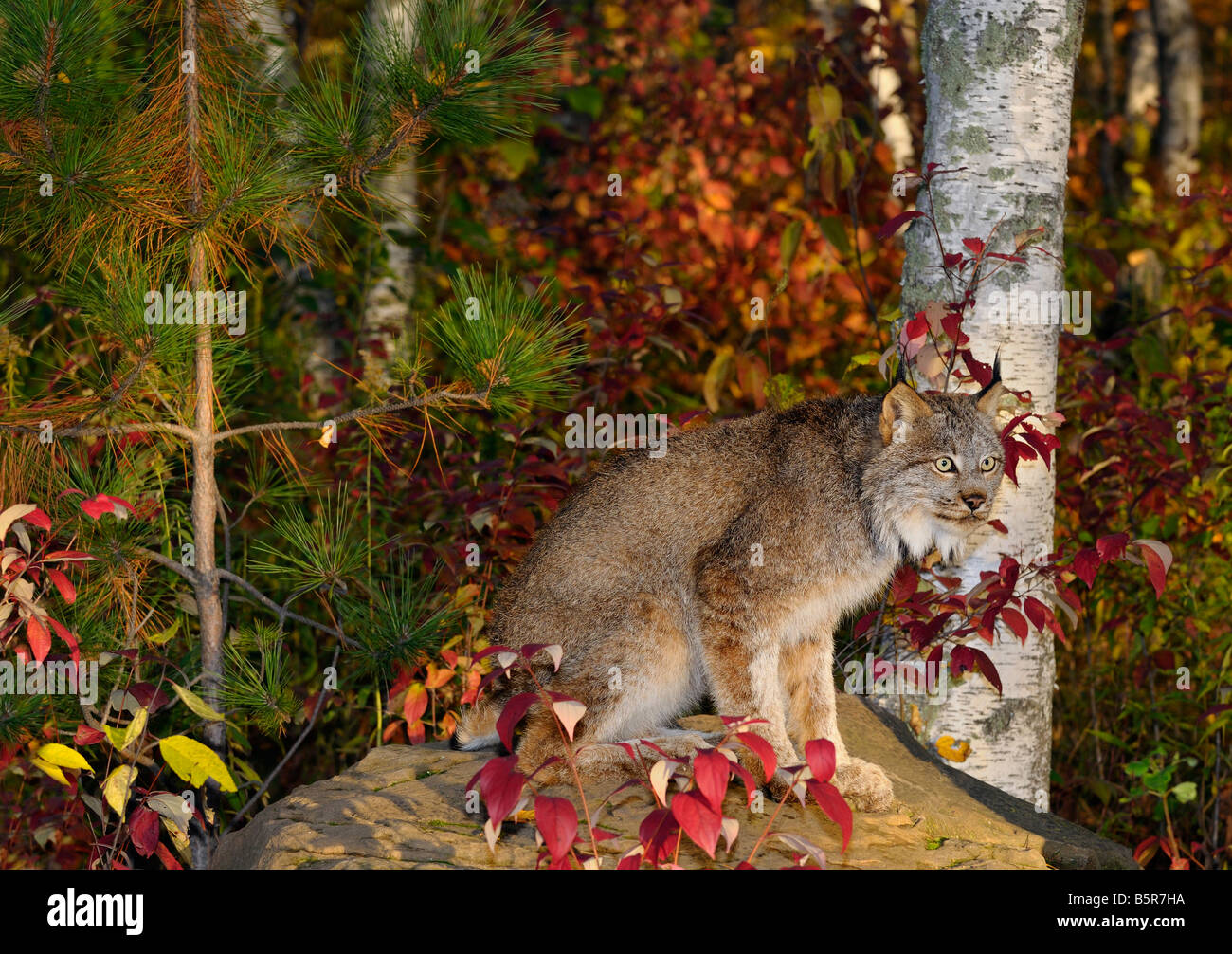 Canadian Lynx sitting on a rock in a colorful birch forest in Autumn at ...
