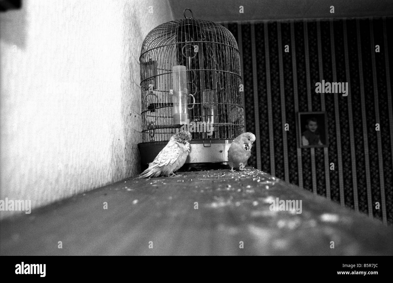 Pigeon racing in the UK. Working class sport Stock Photo - Alamy