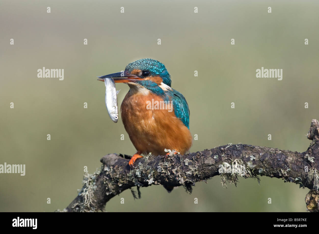 Kingfisher estuary hi-res stock photography and images - Alamy