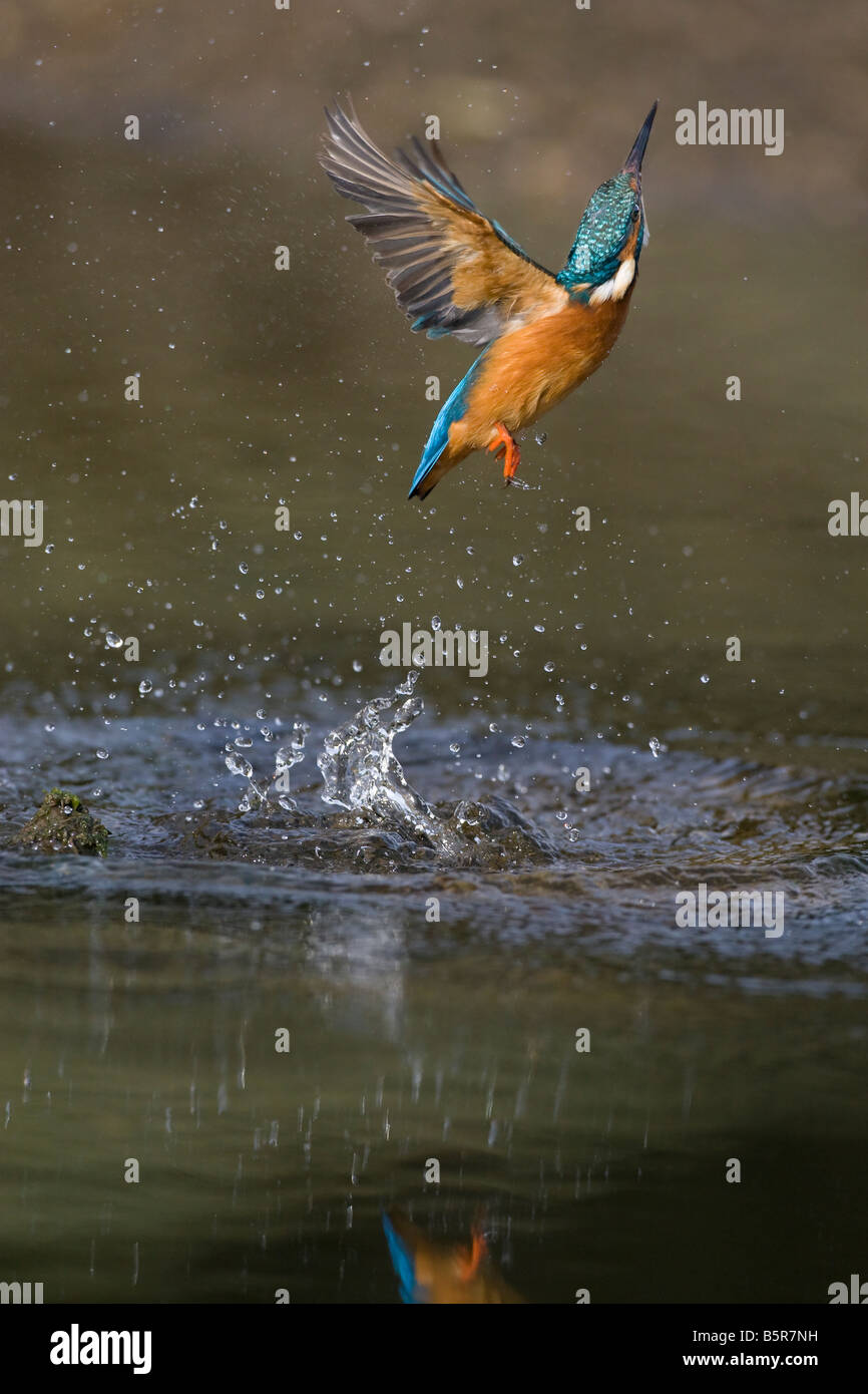 Alcedo atthis kingfisher in flight Stock Photo - Alamy