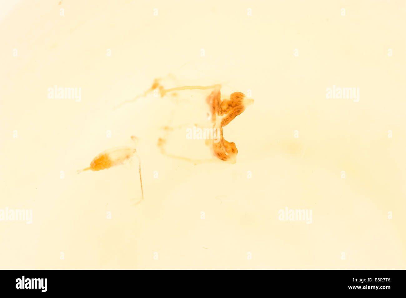copepods crustaceans that are at the base of the food chain and feed on ...
