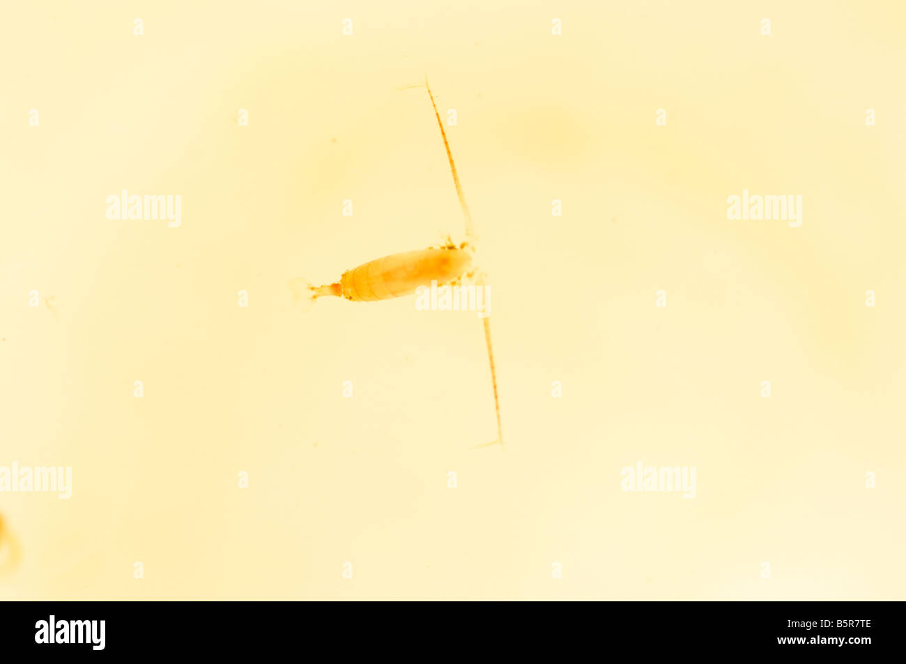 copepods crustaceans that are at the base of the food chain and feed on ...