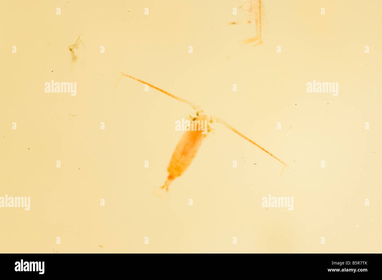 copepods crustaceans that are at the base of the food chain and feed on ...