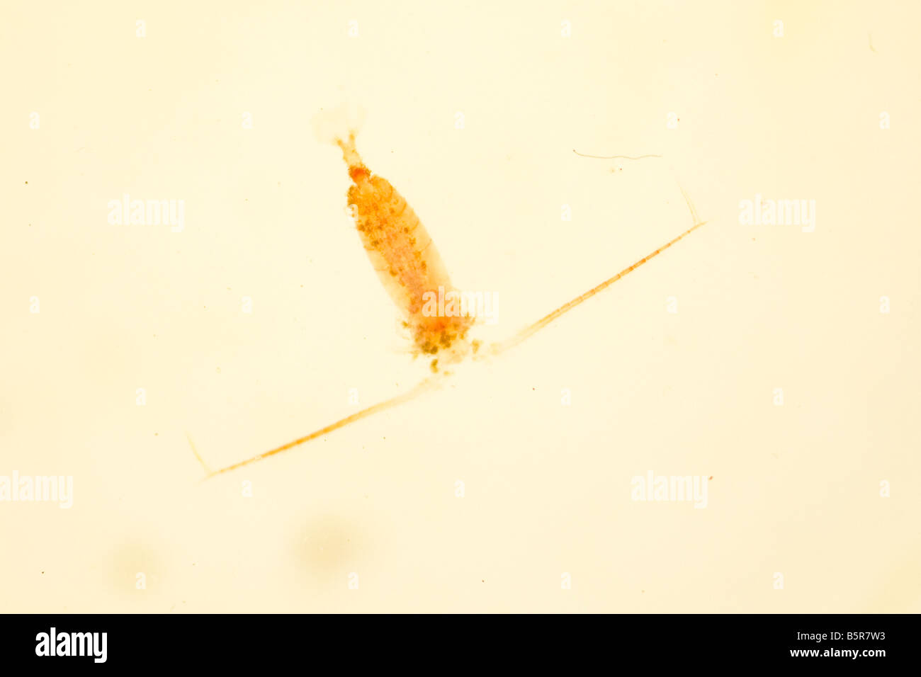 copepods crustaceans that are at the base of the food chain and feed on ...