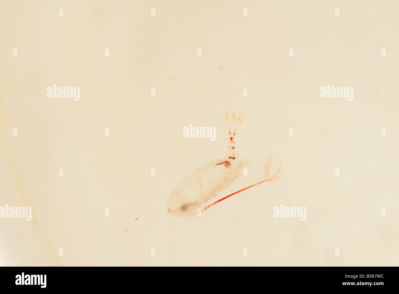 copepods crustaceans that are at the base of the food chain and feed on ...