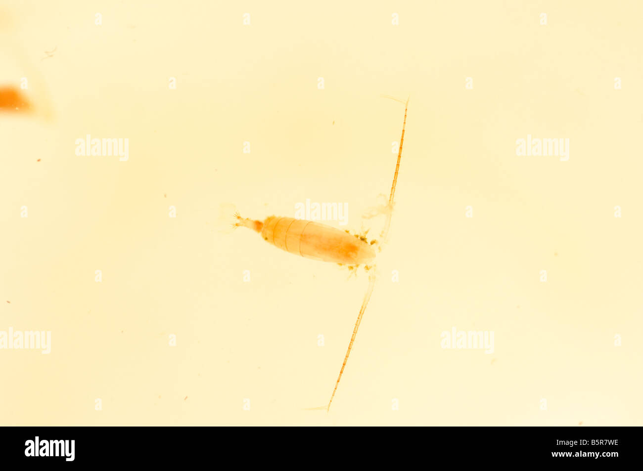 copepods crustaceans that are at the base of the food chain and feed on ...