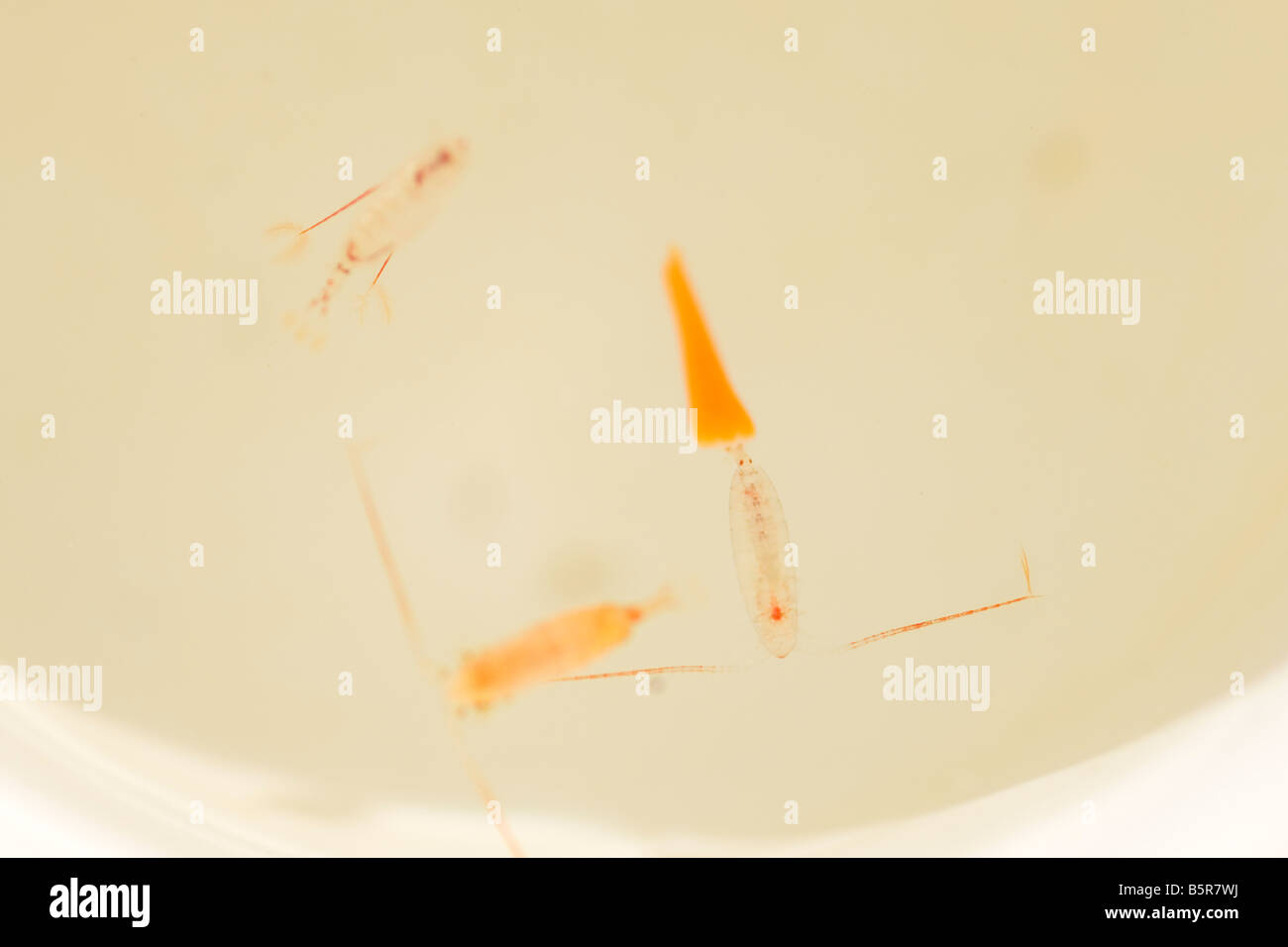 copepods crustaceans that are at the base of the food chain and feed on ...