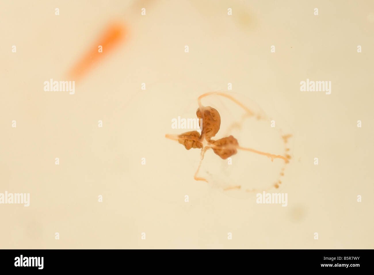 copepods crustaceans that are at the base of the food chain and feed on ...