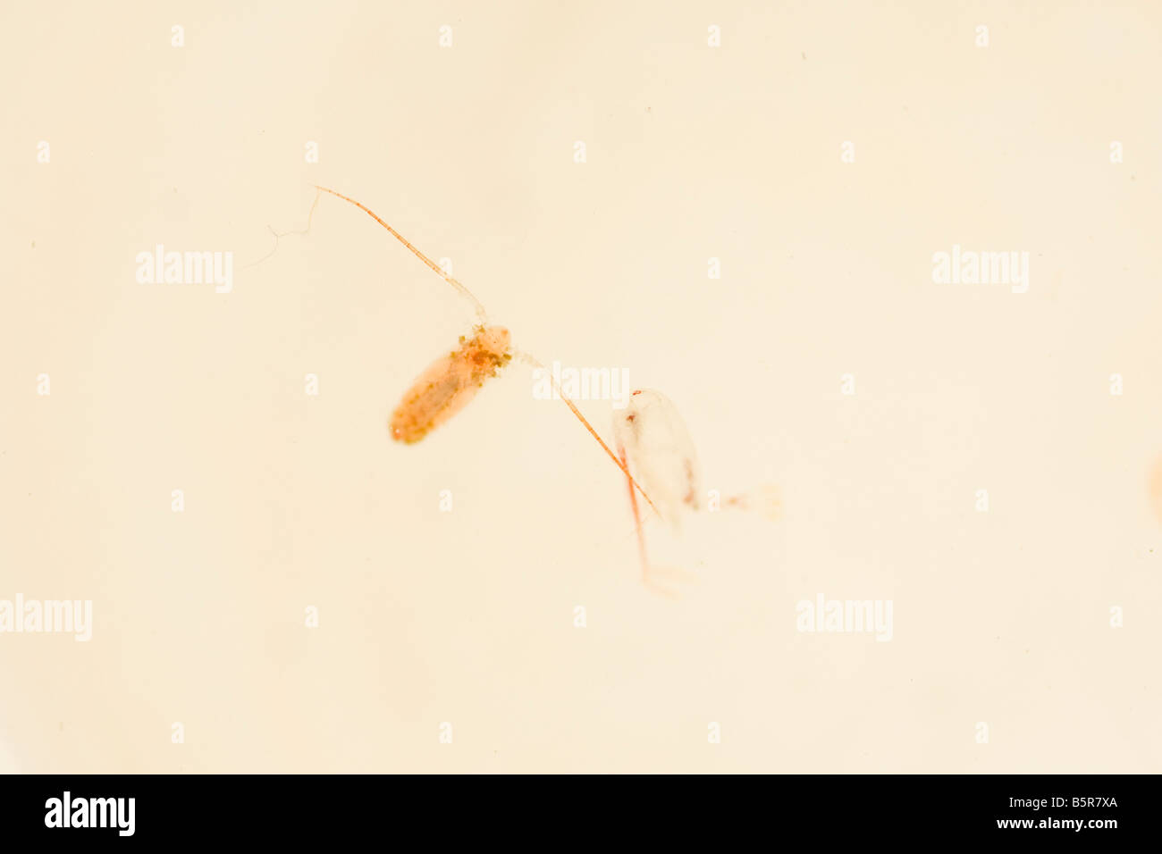copepods crustaceans that are at the base of the food chain and feed on ...