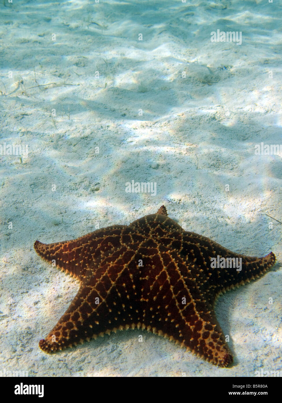 Bahamas Sea Star on Sandy bottom Stock Photo - Alamy