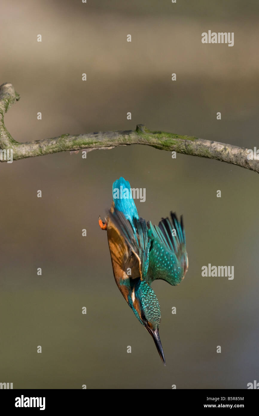 Alcedo atthis - kingfisher diving in after prey Stock Photo - Alamy