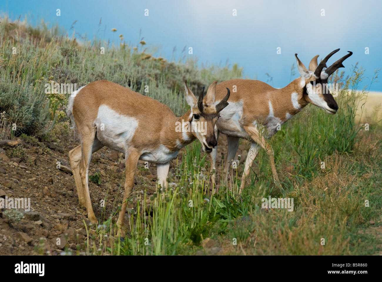 Antler antelope hi-res stock photography and images - Alamy