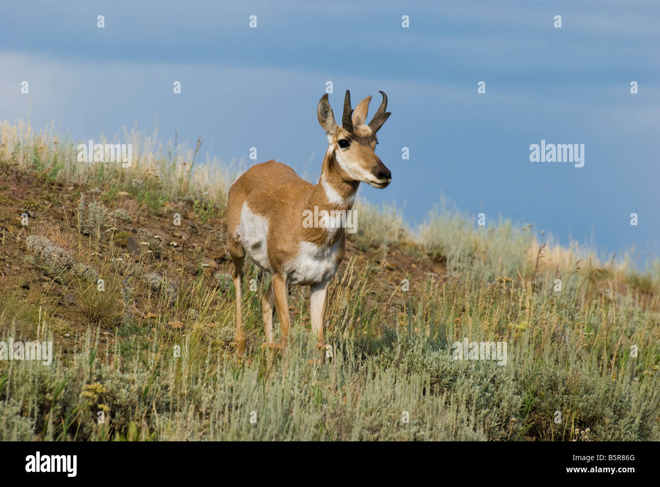 Pronghorn Antelope in field of sage brush along the Blacktail Plateau ...