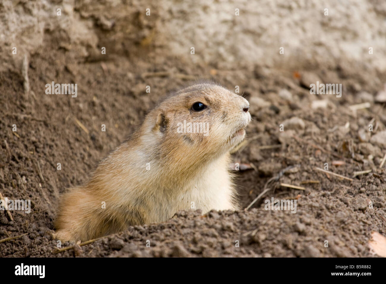 Fat prairie dog hi-res stock photography and images - Alamy