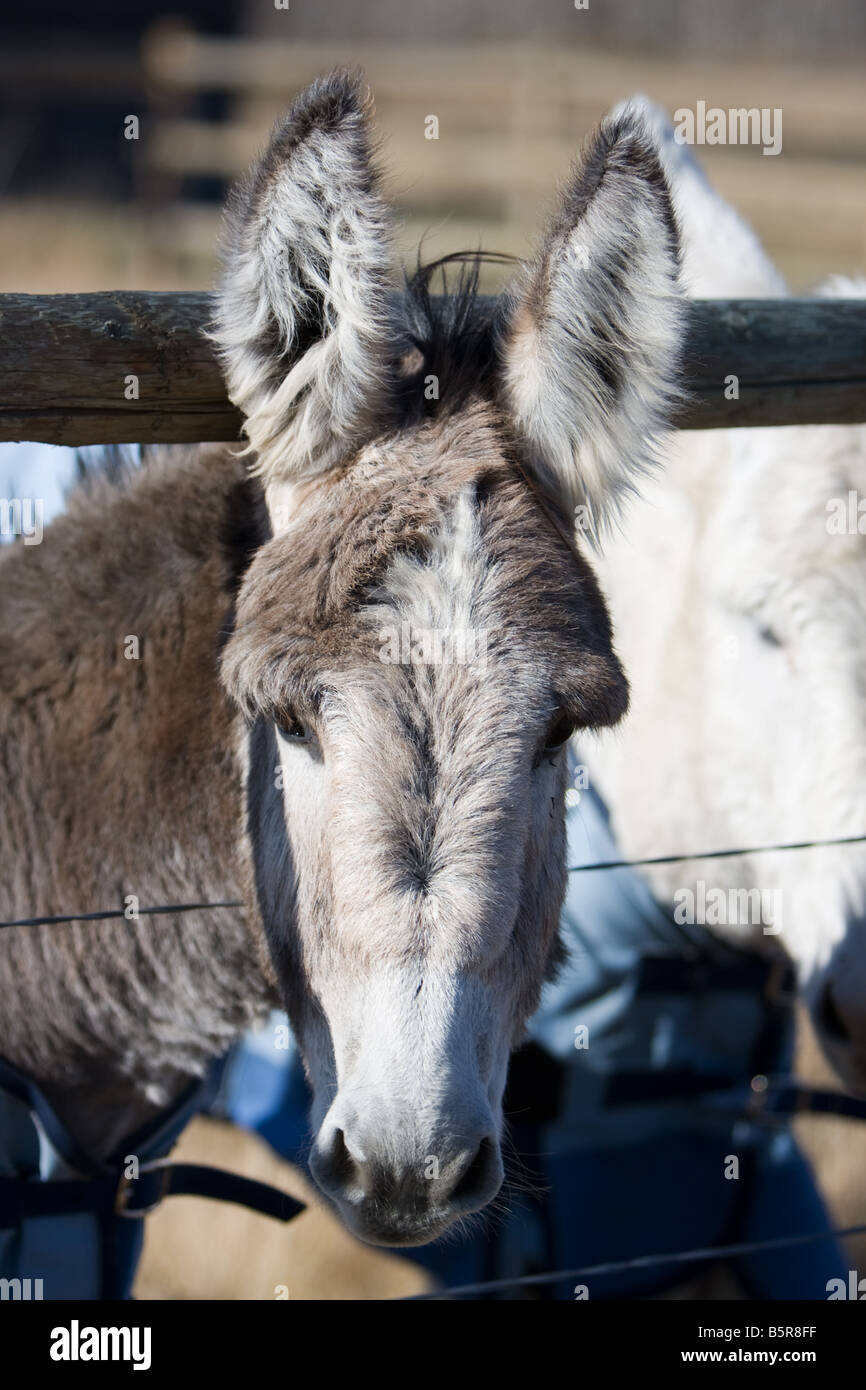 Young donkey peering through a wooden fence with a white donkey looking ...