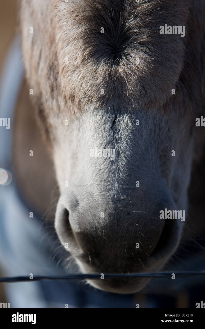 Close up of a donkey nose Stock Photo - Alamy